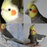 Personalized Stuffed Animals | Custom Stuffed Pets